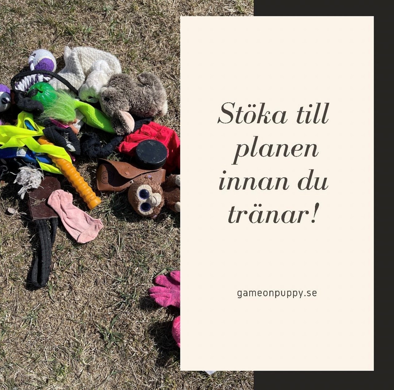 Stöka till appellplanen – Game on puppy